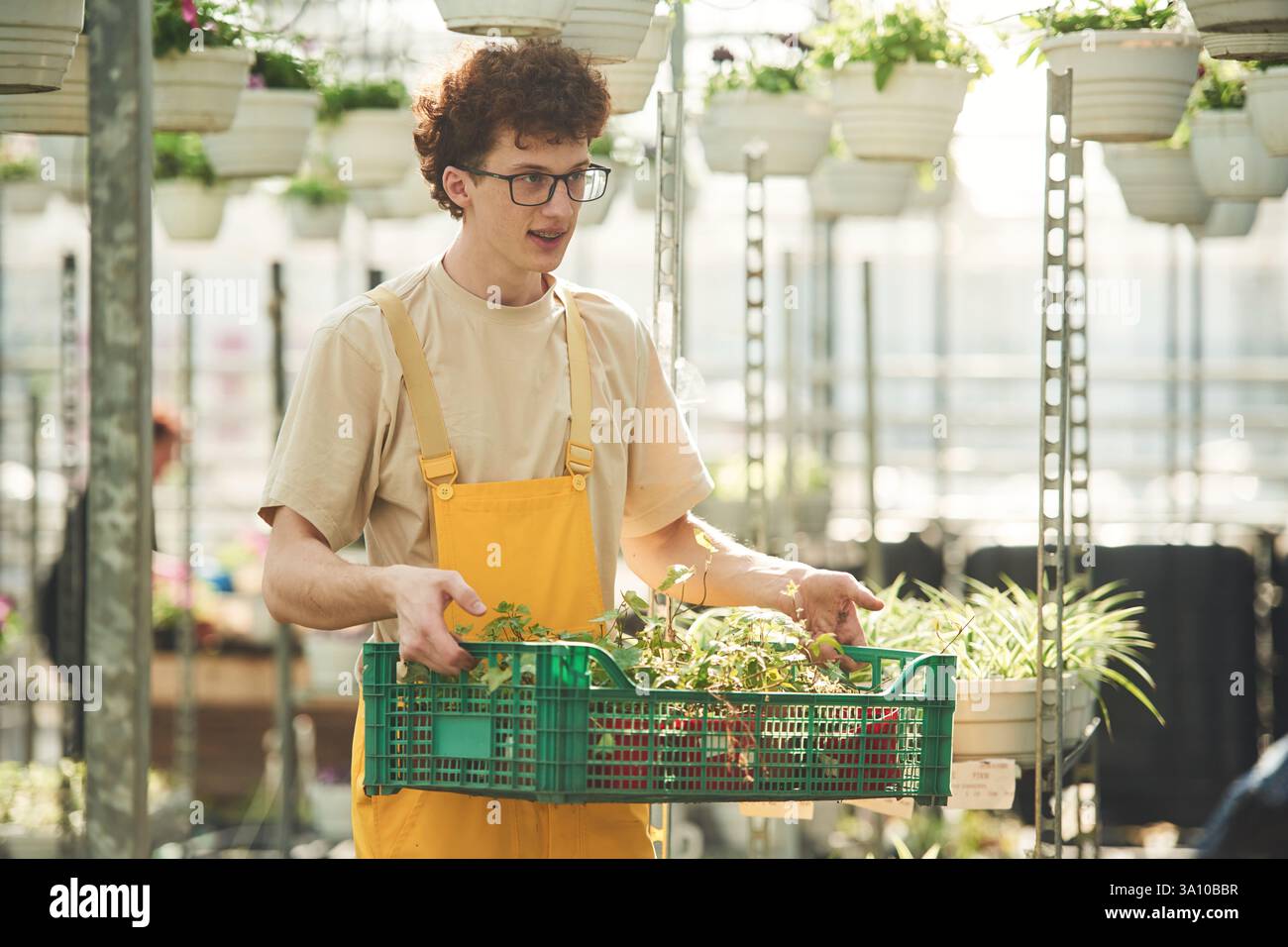 Transporting the plants that are in pots. Young man with curly hair and ...