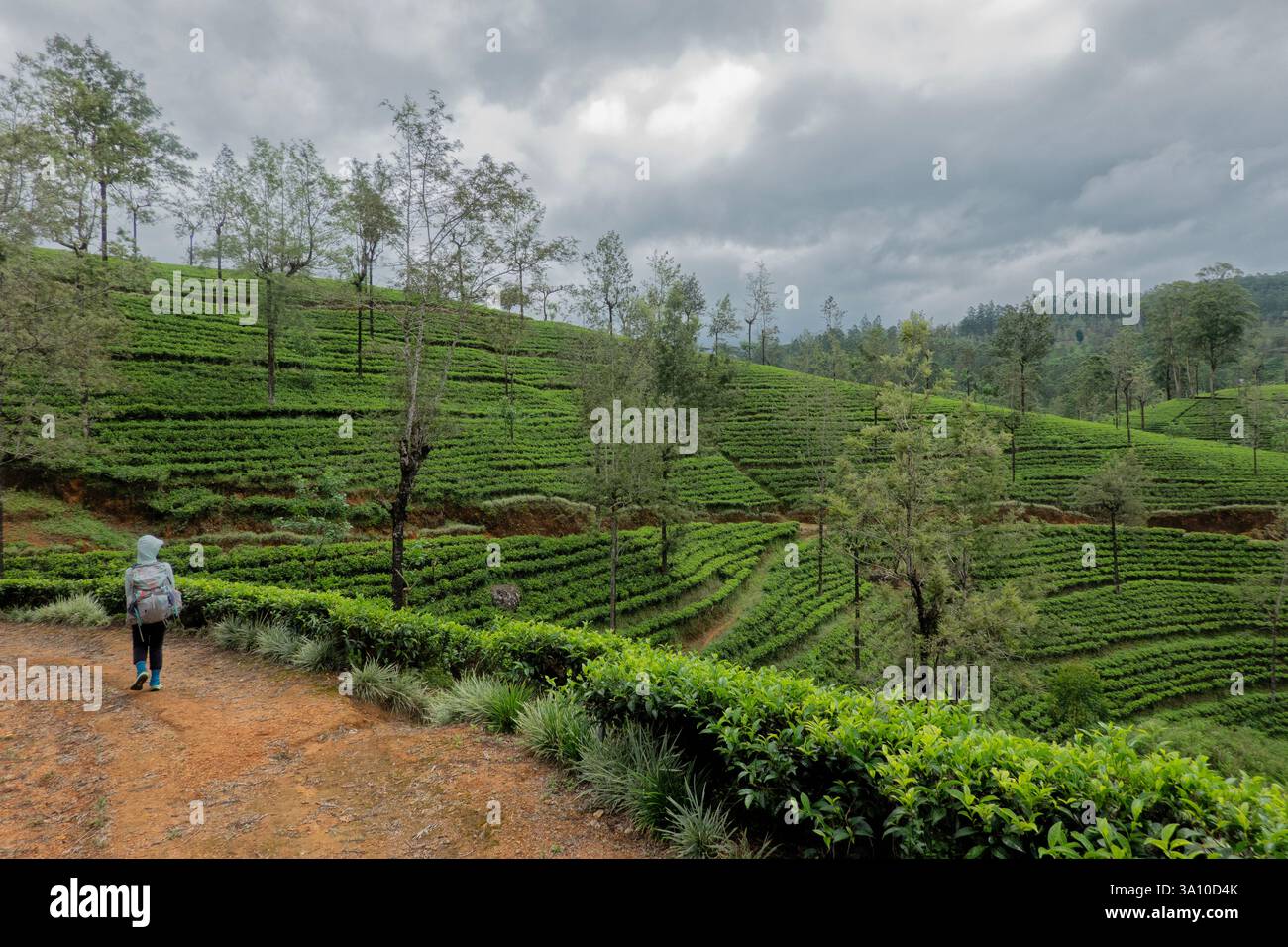 Hiking through the Derryclare Tea Estate along the Pekoe Trail ...