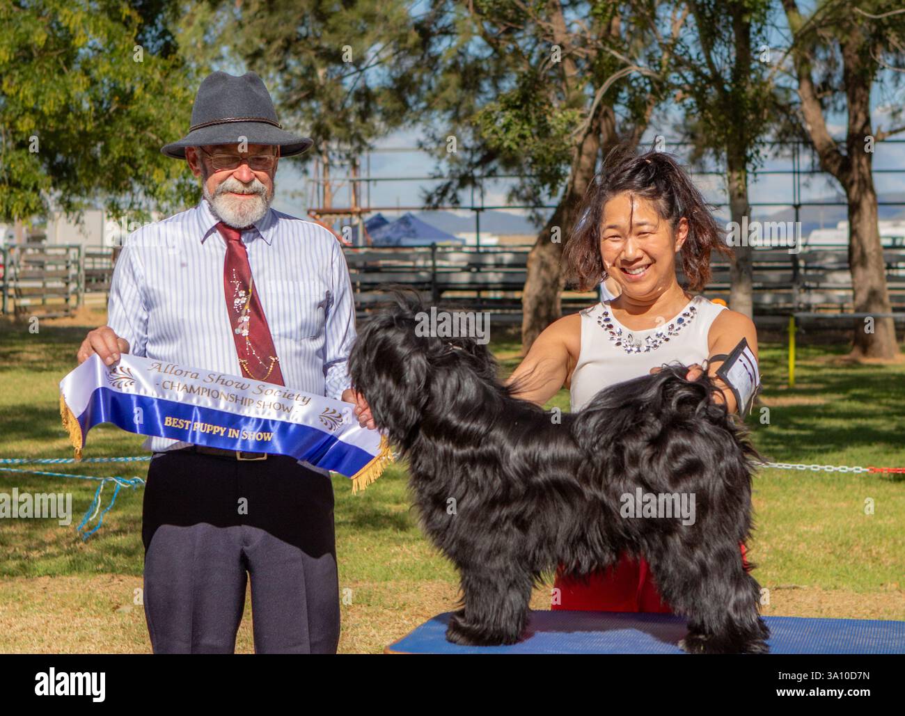 Winners from the Dog Show, 2025 Allora Show Stock Photo - Alamy
