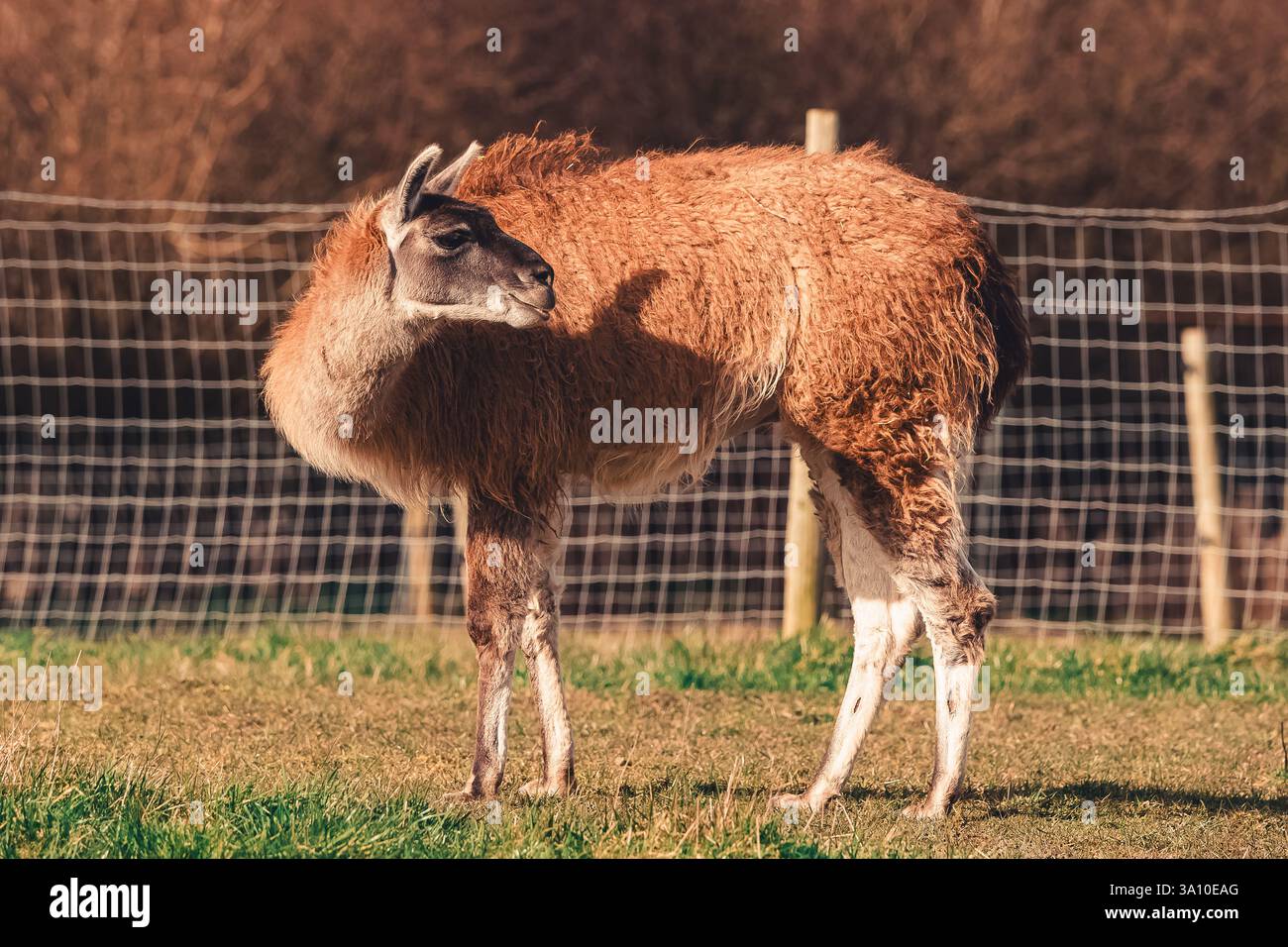 Who is that behind me Llama Stock Photo - Alamy