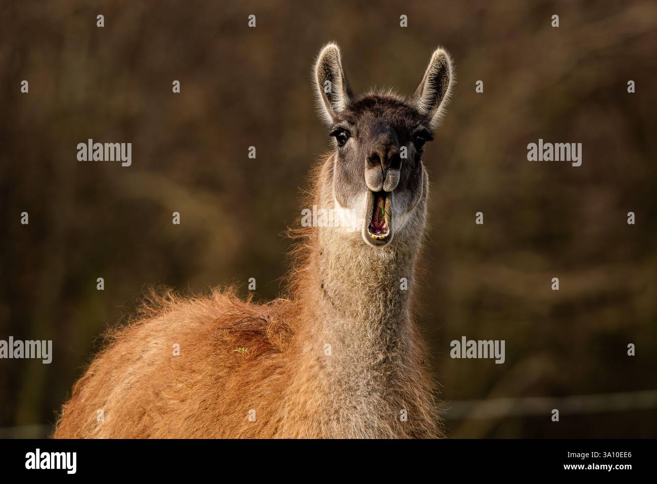 OH No! Whats that? Funny Llama face Stock Photo - Alamy