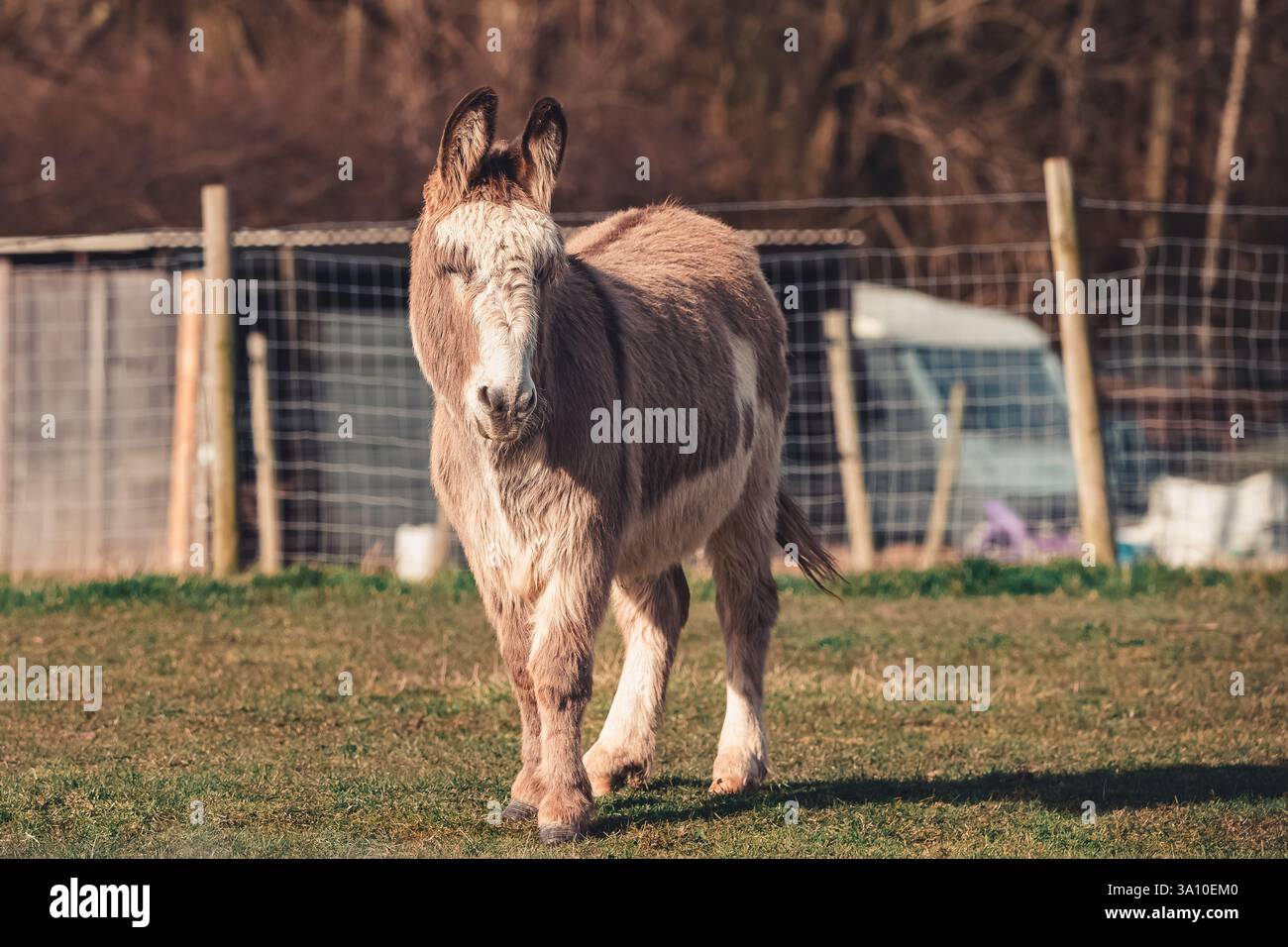 Cute Donkey portrait Stock Photo - Alamy