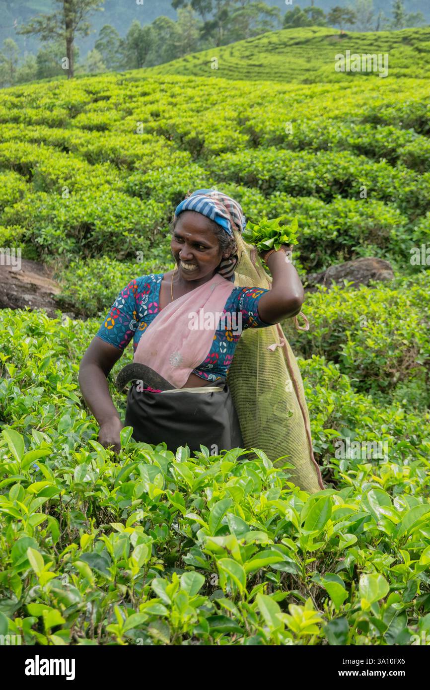 Tamil tea picker in the Norwood Tea Estate, Pekoe Trail, Norwood, Sri ...