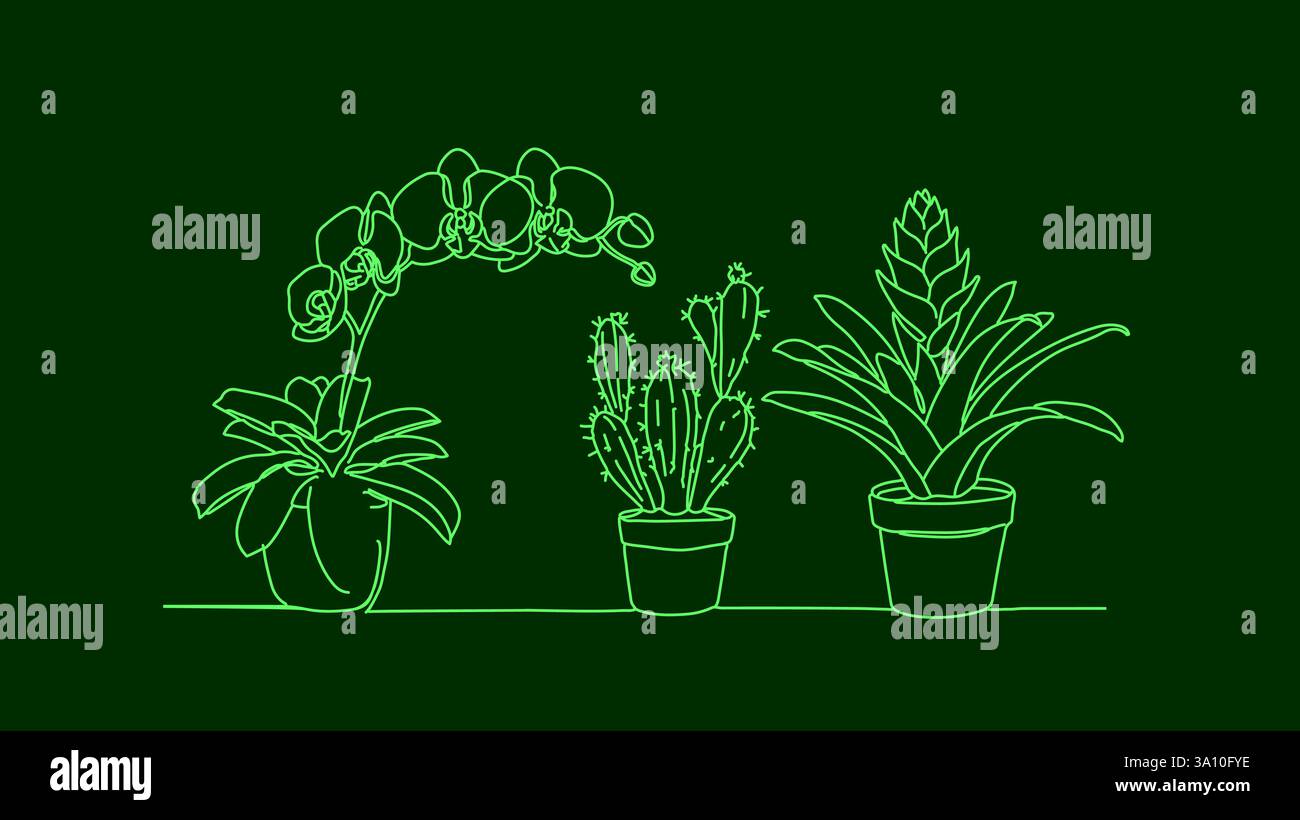 Potted plants line art drawing. Orchid cactus bromeliad inside ...