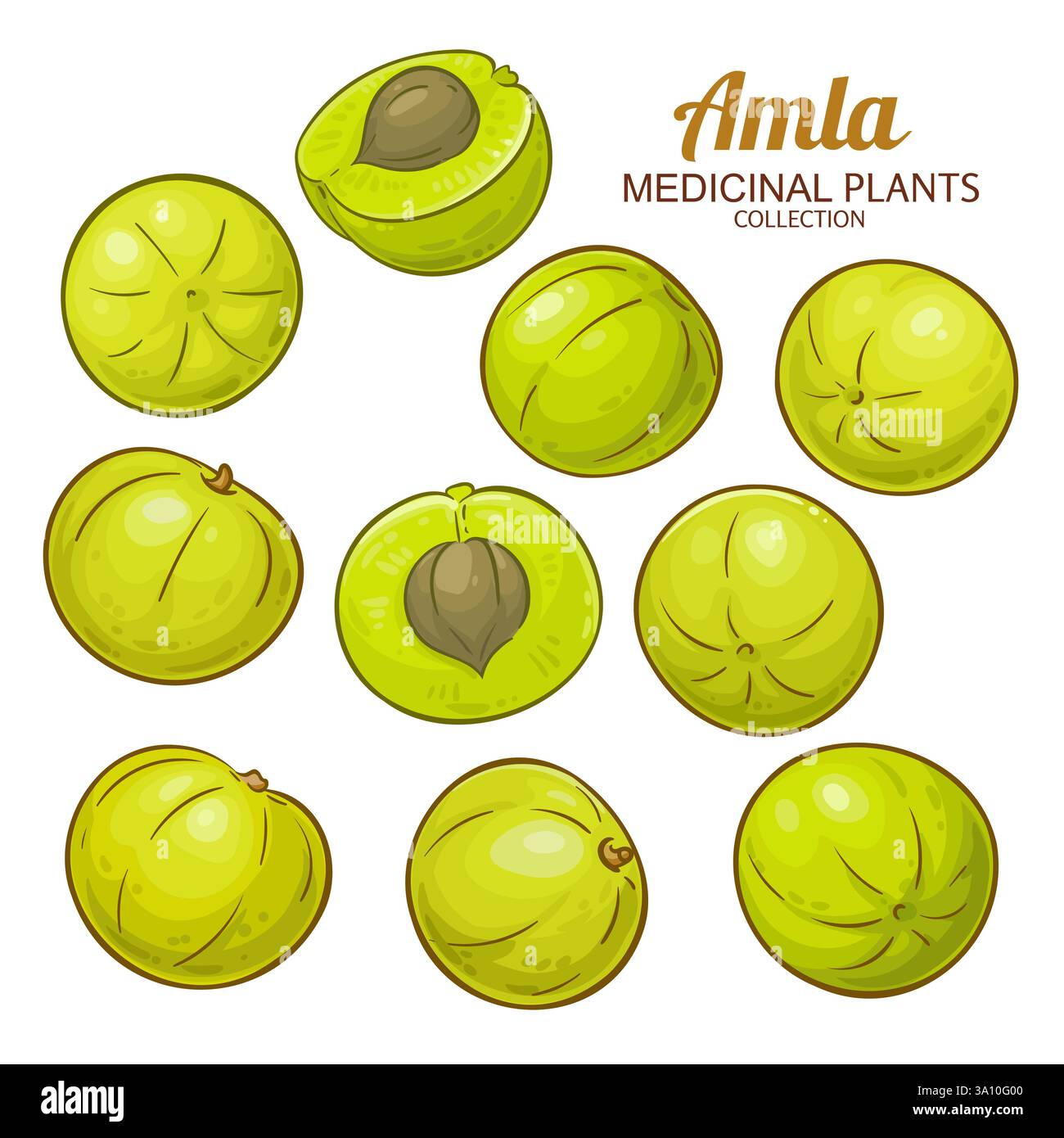 Amla Fruit Colored Detailed Illustration Stock Vector Image & Art - Alamy Amla Fruit Colored Detailed Illustration Stock Vector Image & Art - Alamy