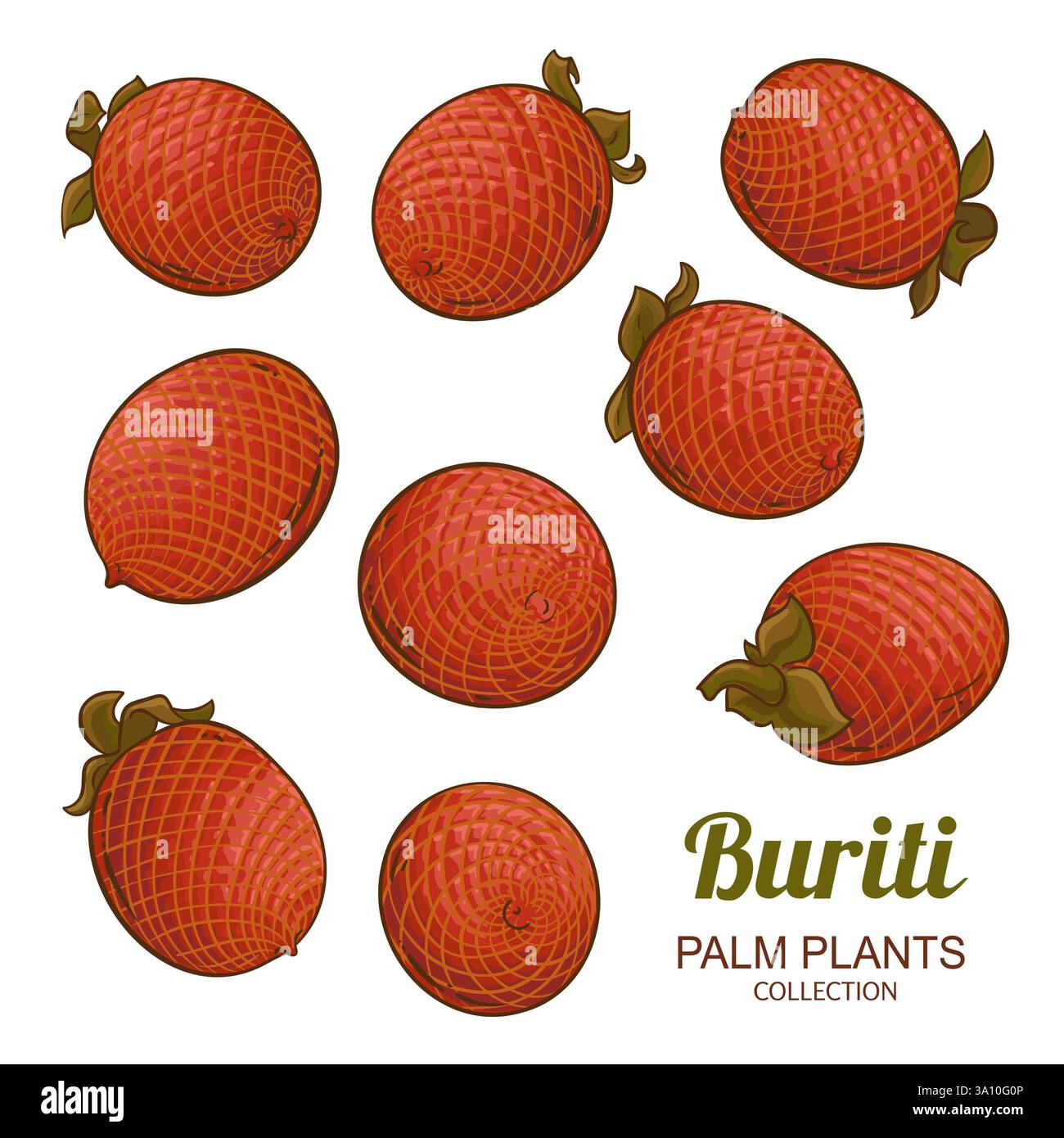 Buriti palm tree Stock Vector Images - Alamy