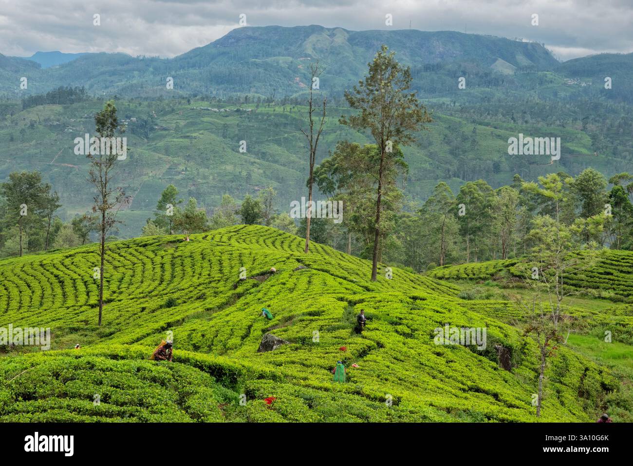 Tamil tea pickers in the Kew Tea Estate, Pekoe Trail, Bogawantalawa ...