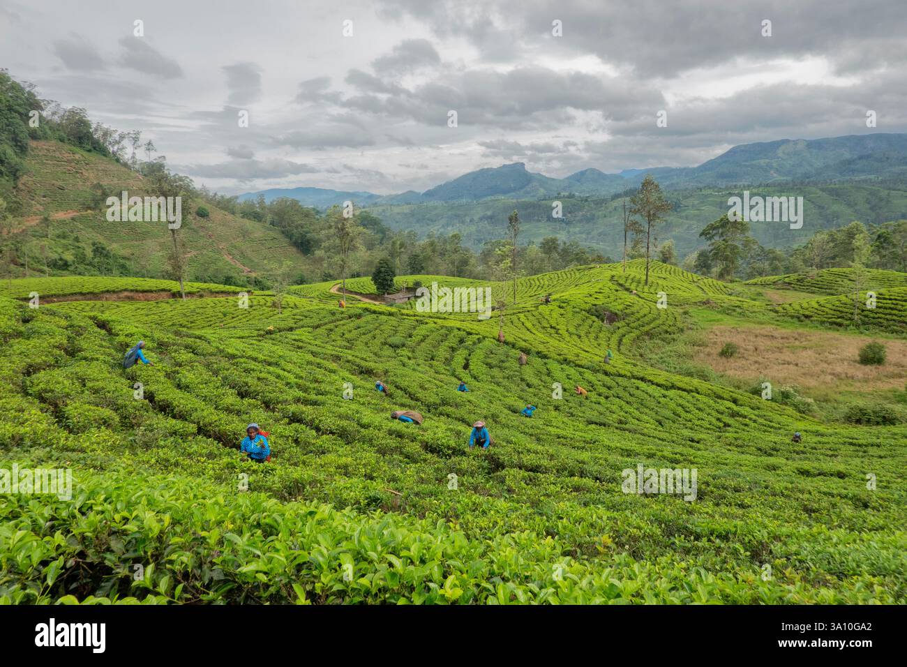 Tamil tea pickers in the Battalgalla Tea Estate, Pekoe Trail, Norwood ...