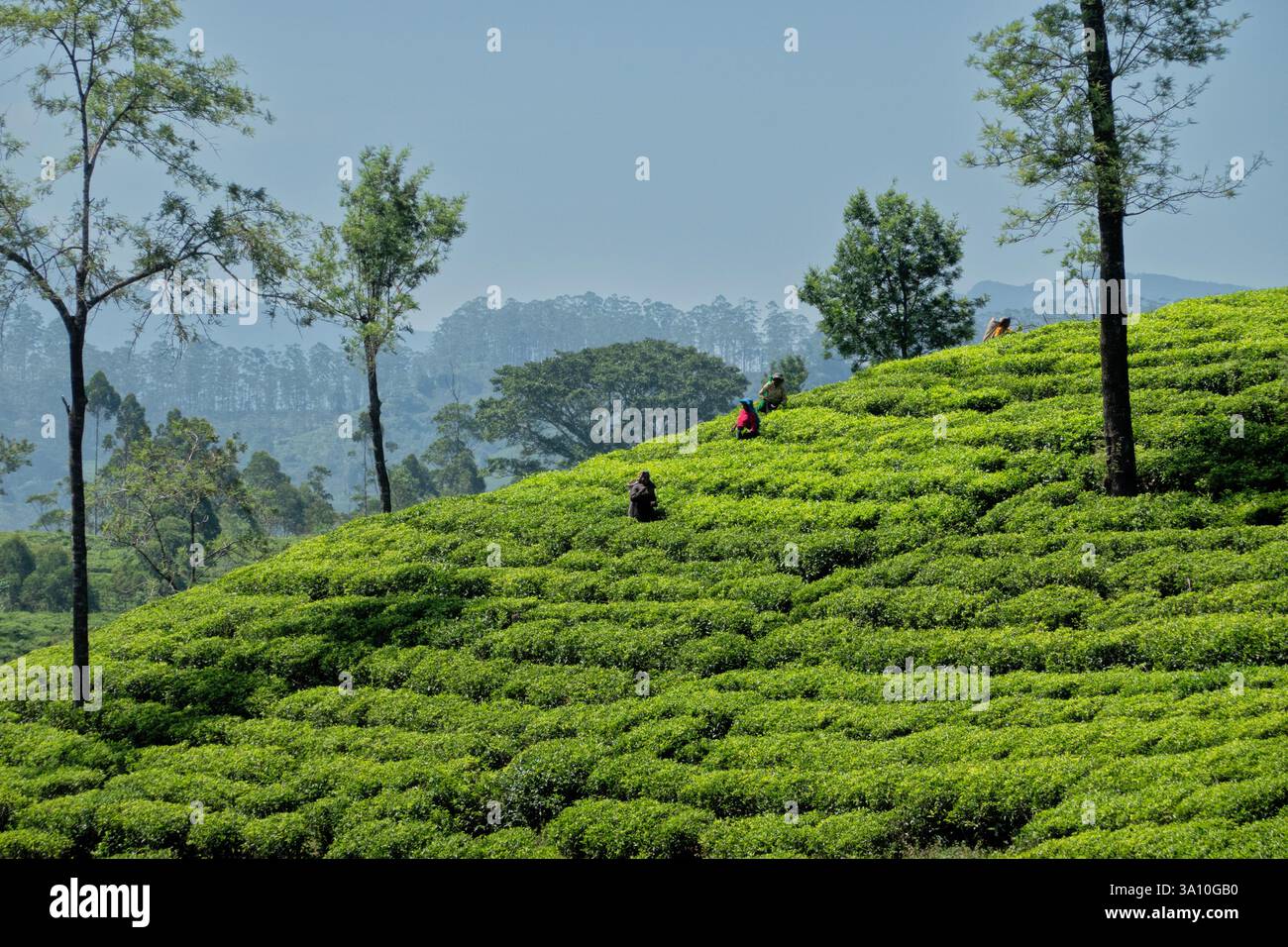 Tamil tea pickers in the Battalgalla Tea Estate, Pekoe Trail, Norwood ...