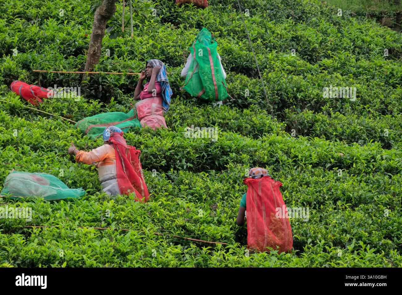 Tamil tea pickers in the Norwood Tea Estate, Pekoe Trail, Norwood, Sri ...
