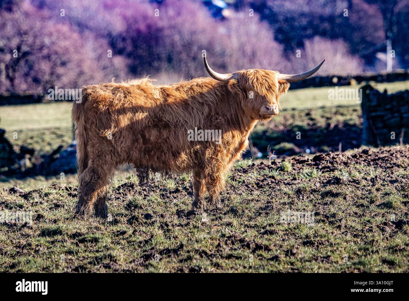 Majestic long horned Bull Stock Photo - Alamy