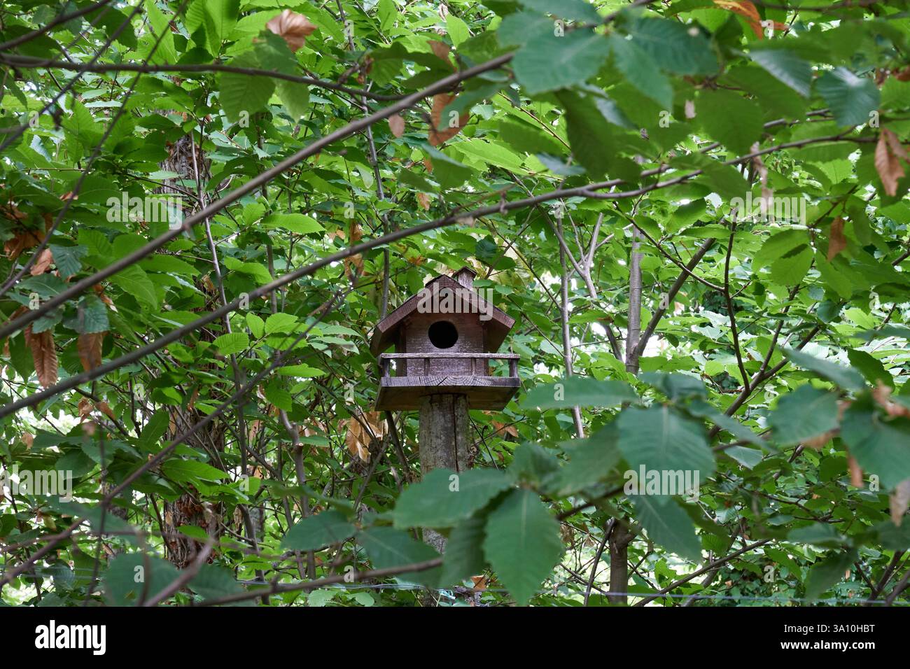 A small wooden birdhouse between branches and green leaves Stock Photo ...