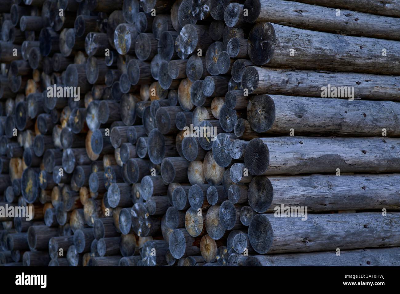 The Logs stacked for wall construction Stock Photo - Alamy