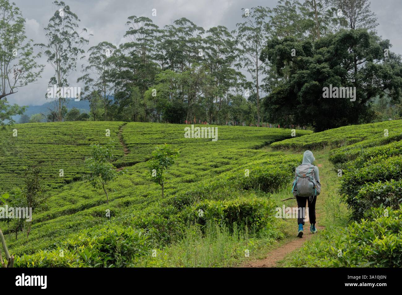 Hiking on the Pekoe Trail, Haputhale, Sri Lanka Stock Photo - Alamy