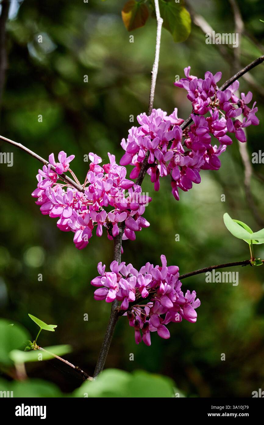 A stunning vertical close-up shot of a Chinese redbud tree in full ...