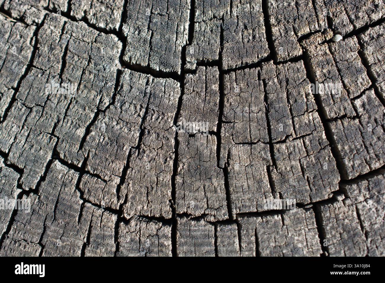 Old Weathered cracked tree stump texture background with the cross section Stock Photo - Alamy