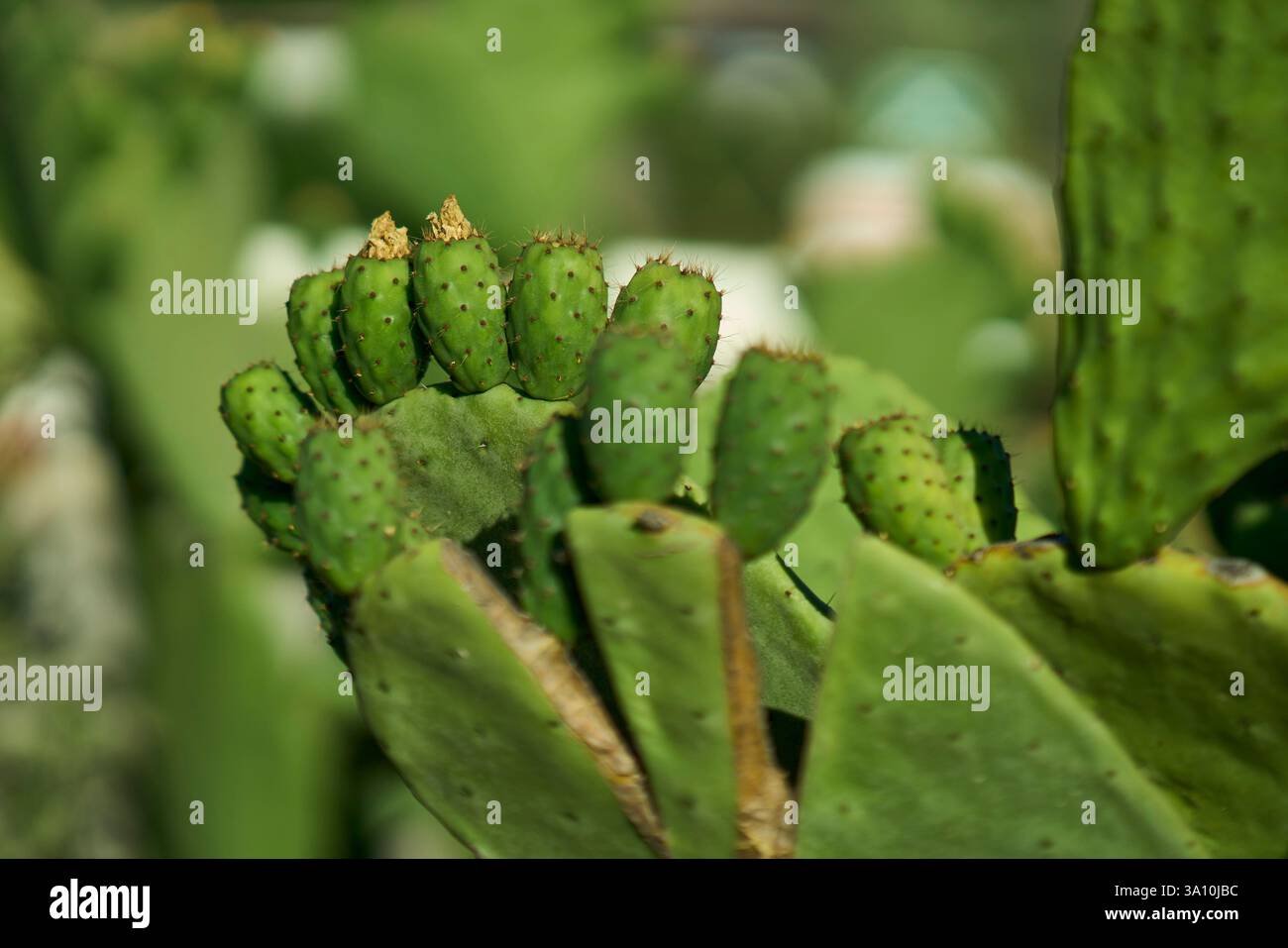 A close-up of green cactus pads with small fruits in a desert ...