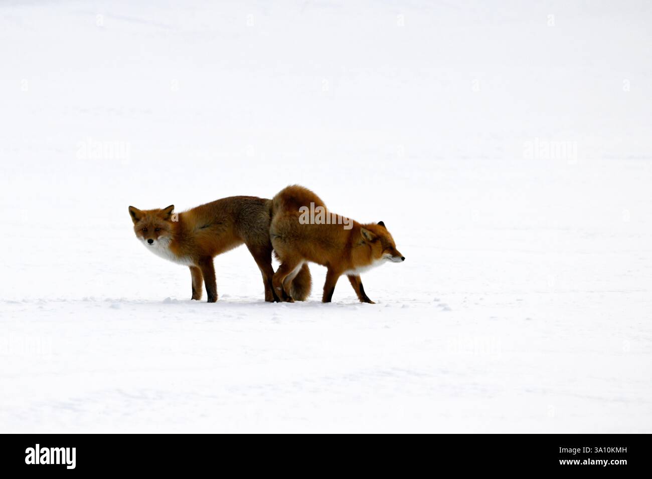 Hokkaido red fox japan hi-res stock photography and images - Alamy