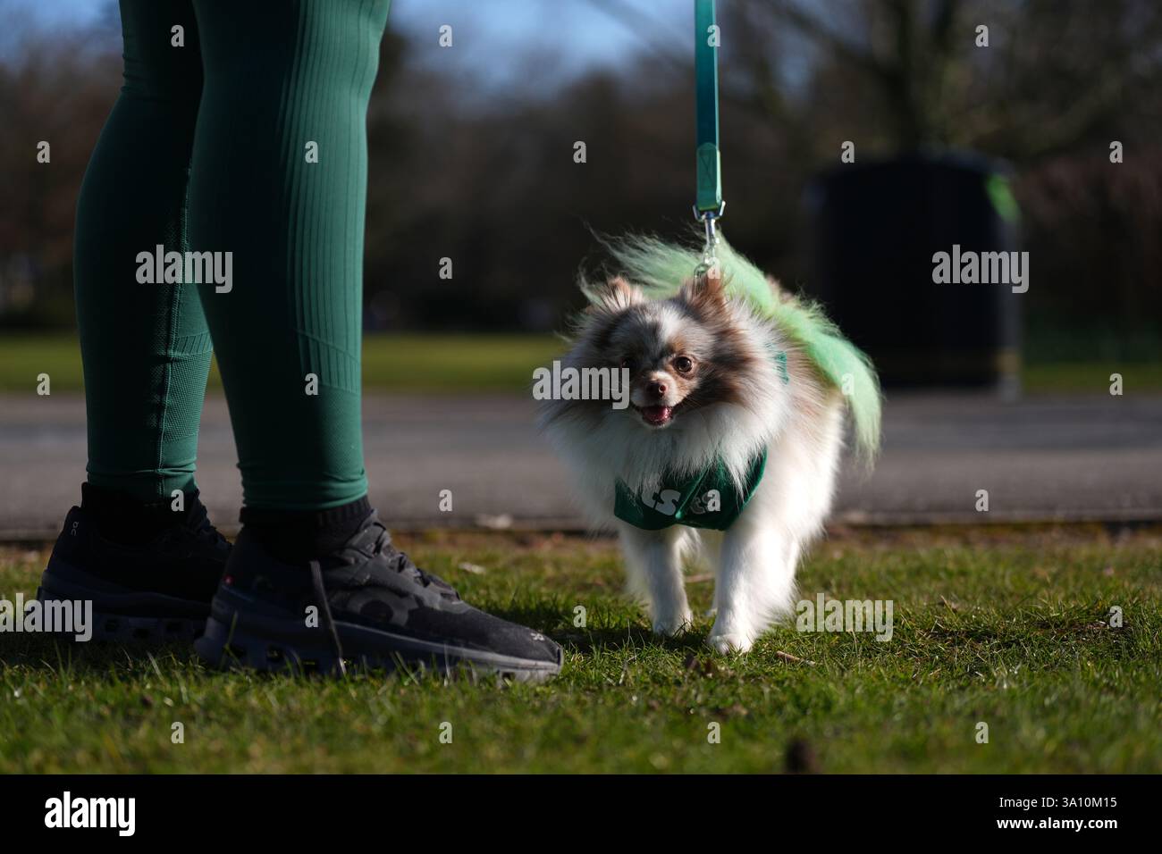 Amber, who is a Pomeranian arrives on the first day of the Crufts Dog ...