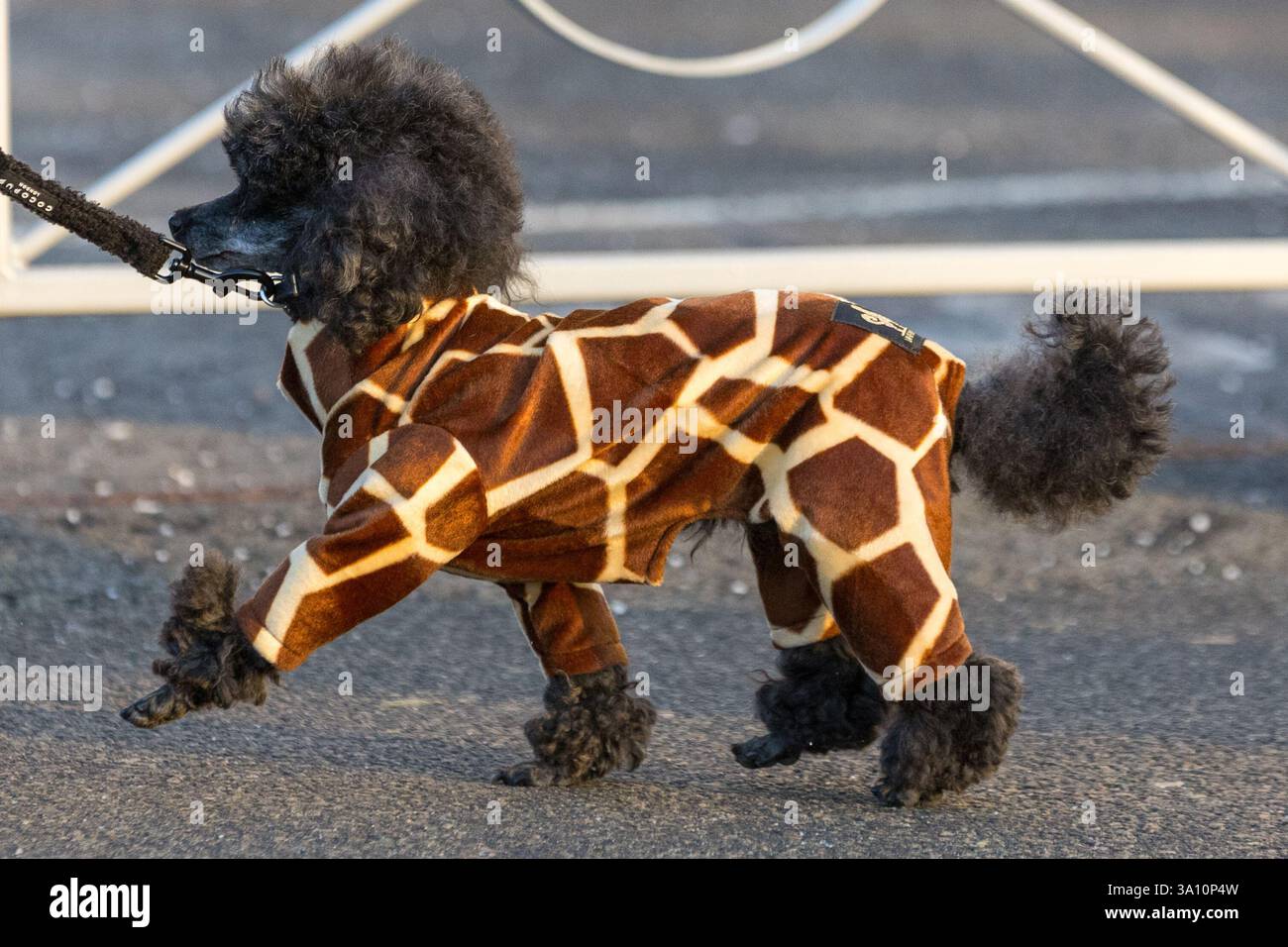 Birmingham, 6 March 2025. Dogs from the Hounds & Terriers groups arrive for the first day of ...