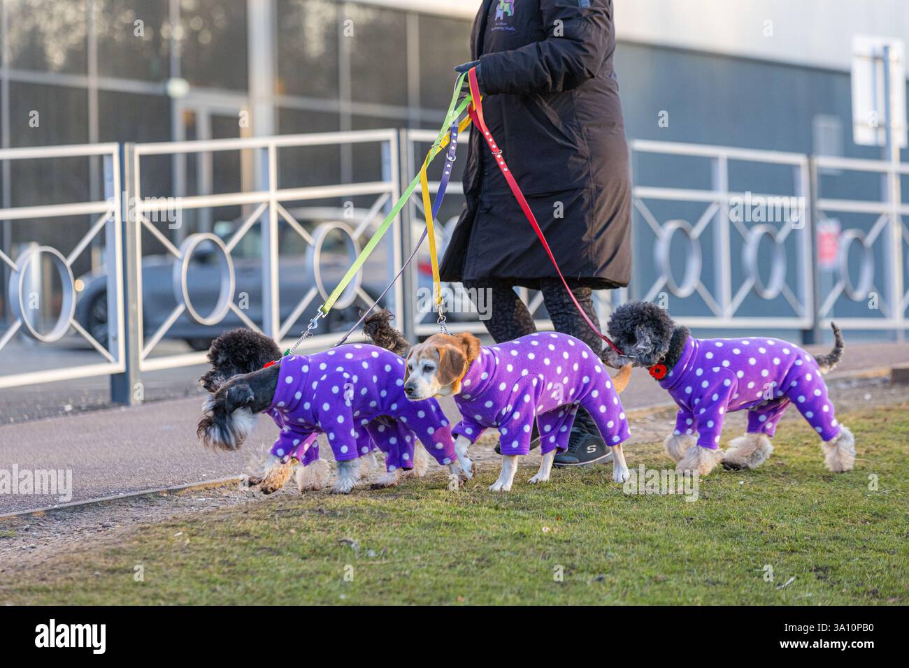 Birmingham, 6 March 2025. Dogs from the Hounds & Terriers groups arrive for the first day of ...