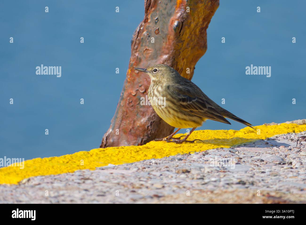 European rock pipit Anthus petrosus on harbour wall facing left Stock ...