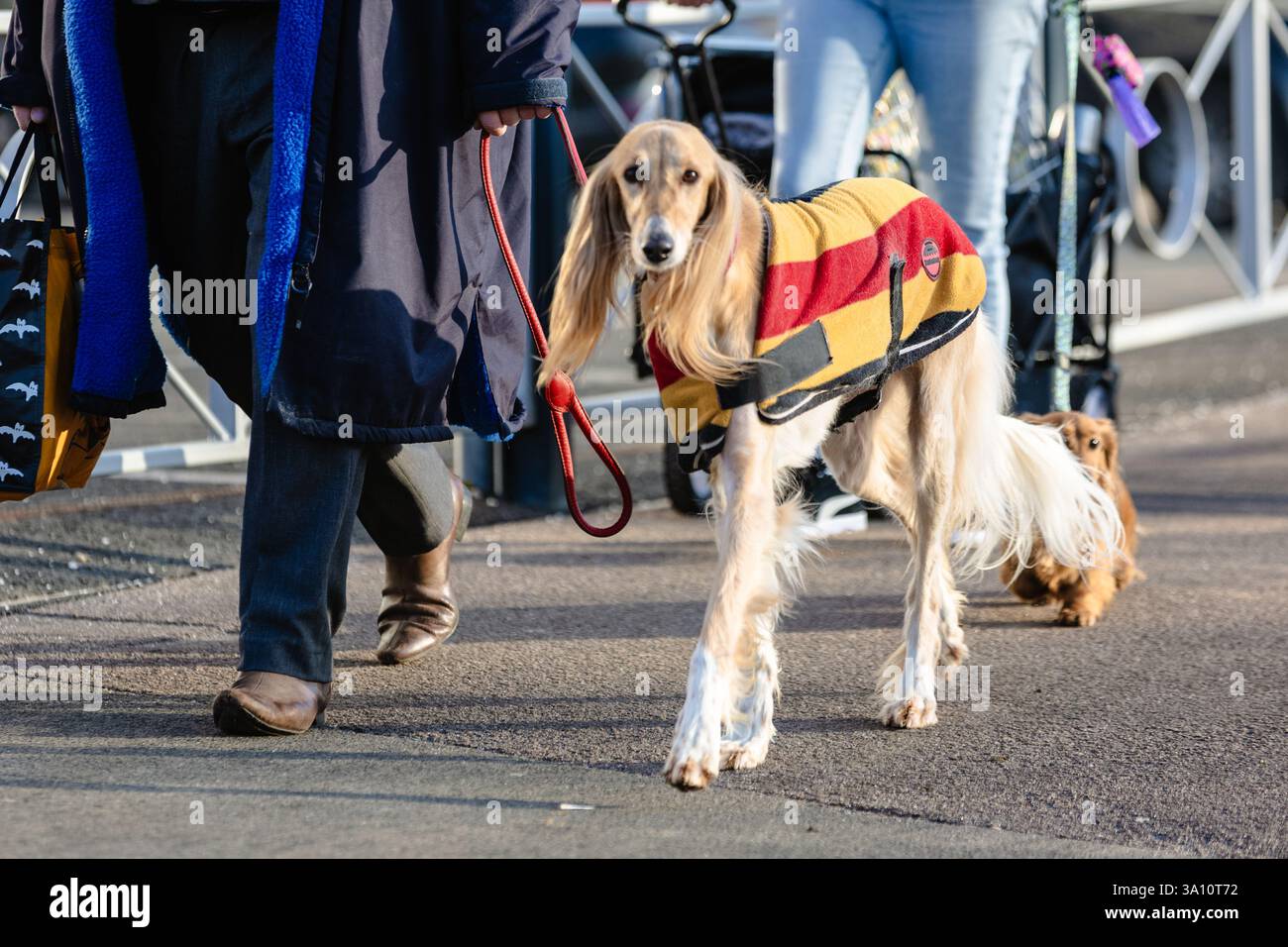 Birmingham, 6 March 2025. Dogs from the Hounds & Terriers groups arrive for the first day of ...