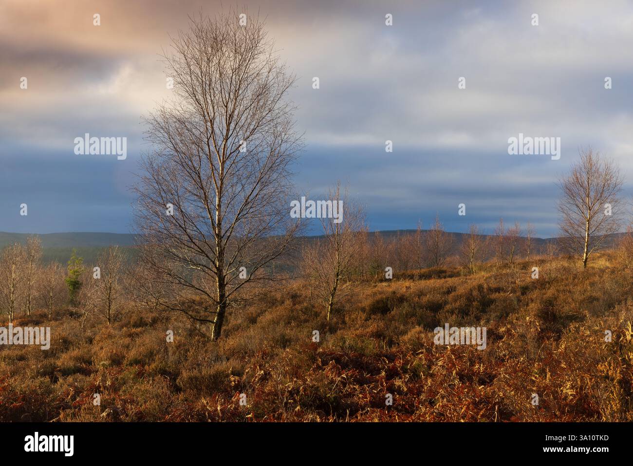 Moody sky over Pennine moorland, Hamsterley Forest, County Durham ...