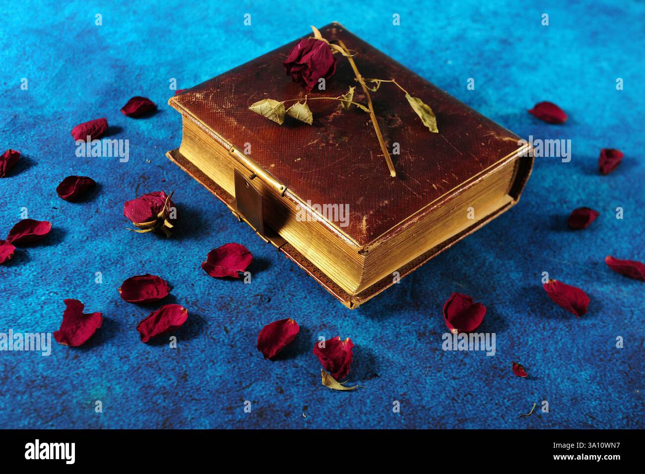 Old photo album and faded rose petals on bright blue background. Diary ...