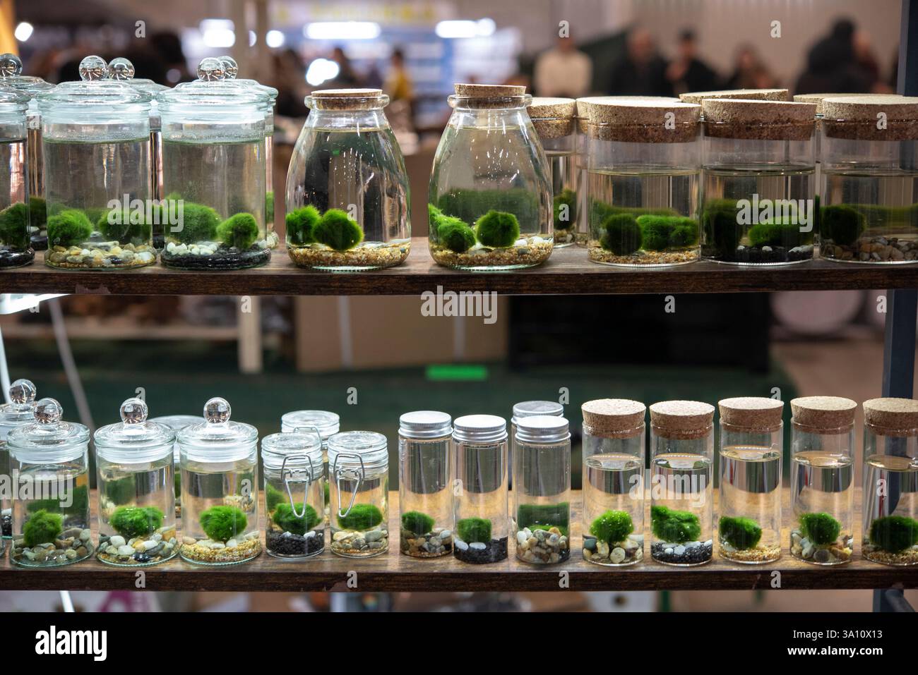 Marimo also known as moss ball pet, is a rare growth form of ...