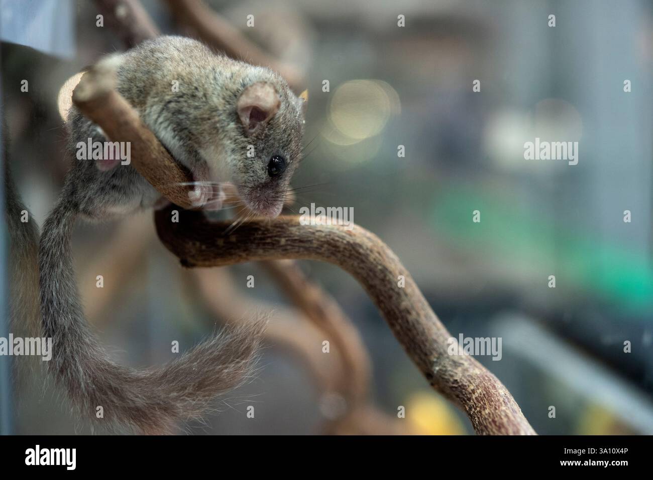 Woodland dormouse graphiurus murinus hi-res stock photography and ...