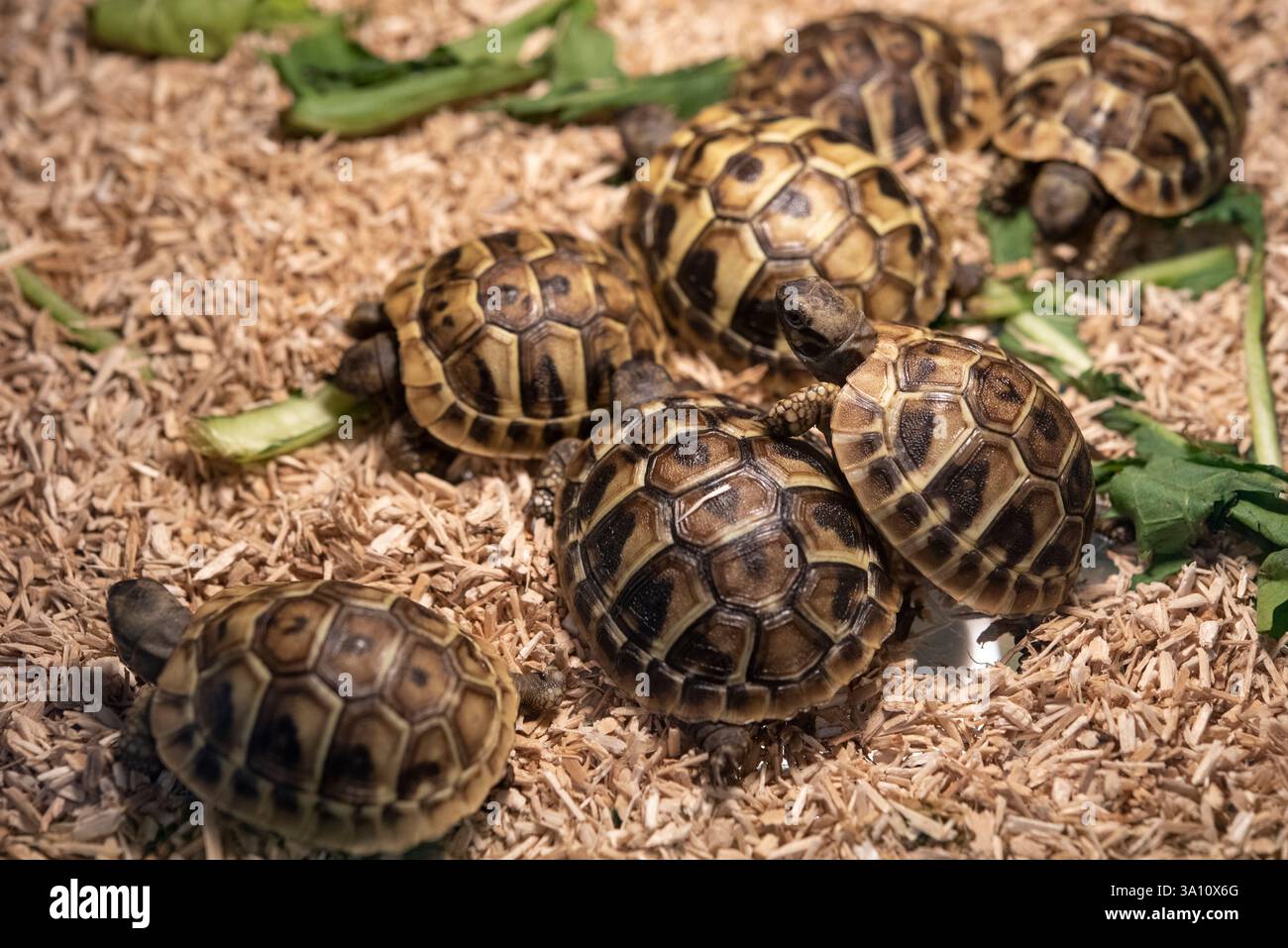 Turtles order hi-res stock photography and images - Alamy