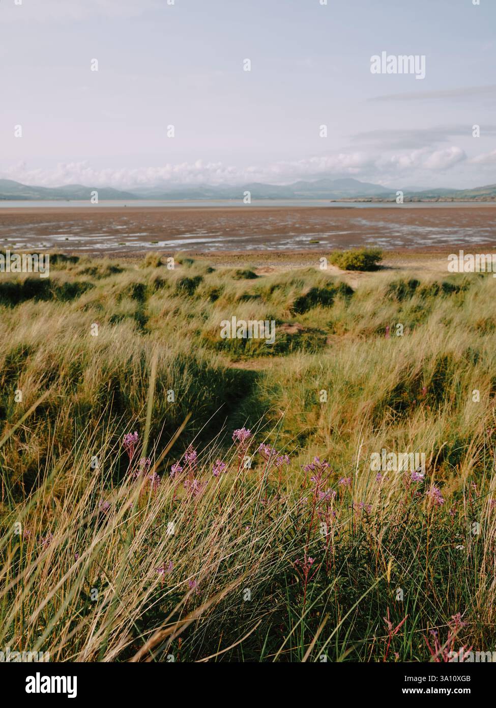Sandscale Haws national nature reserve and the distant Lake District ...