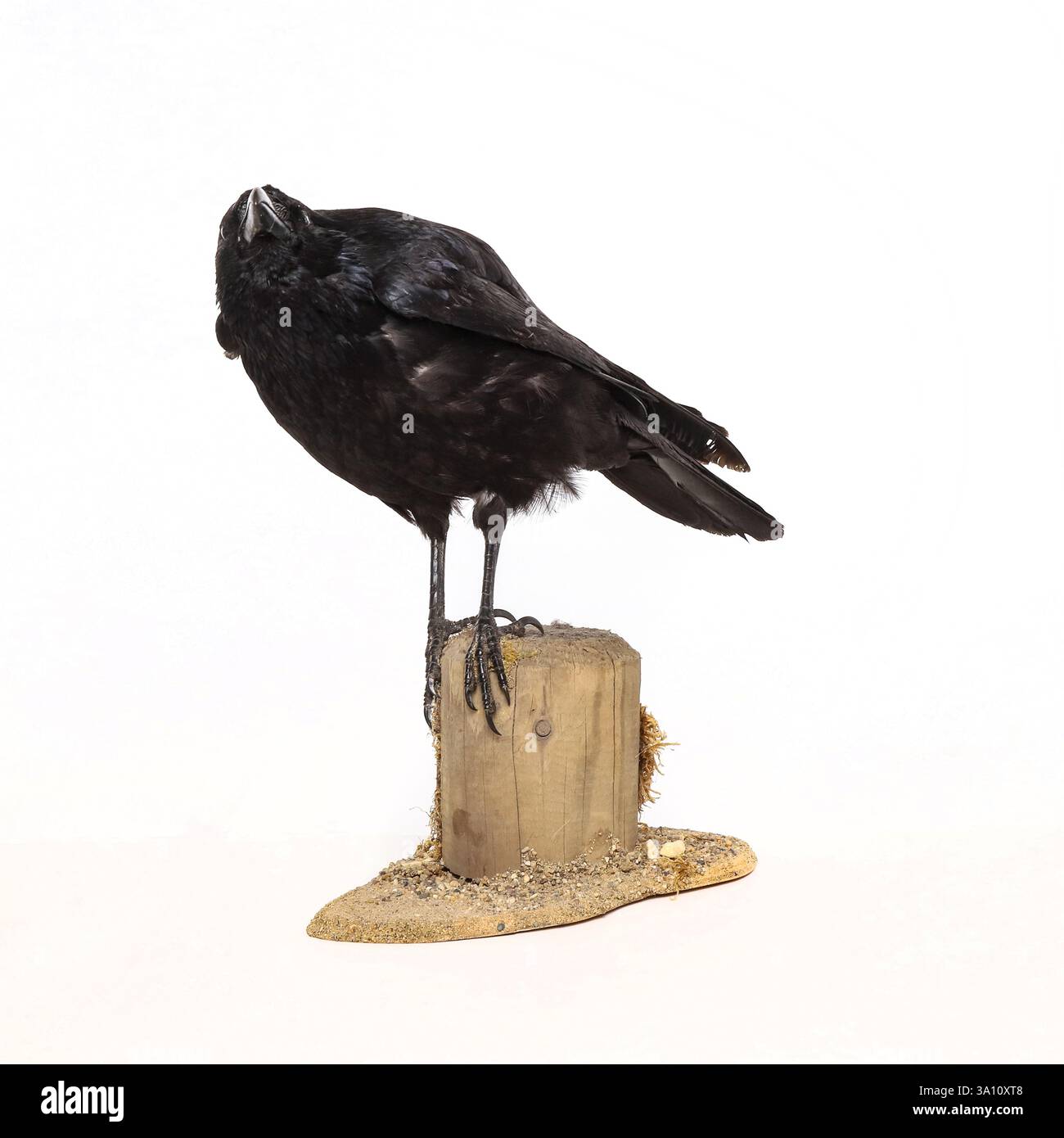 Black carrion crow taxidermy, photographed which a white studio ...