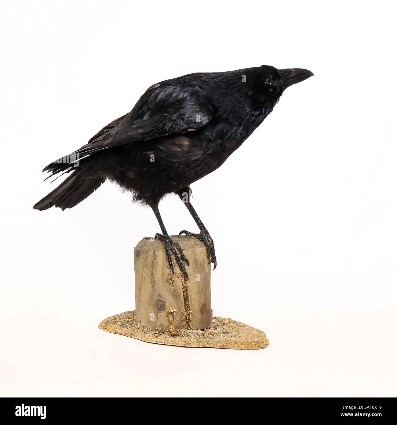 Black carrion crow taxidermy, photographed which a white studio ...