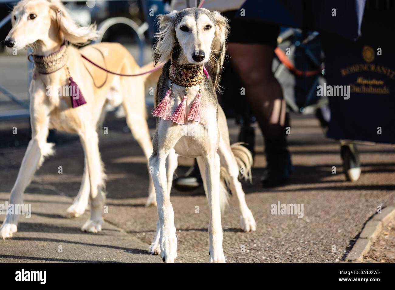 Birmingham, 6 March 2025. Dogs from the Hounds & Terriers groups arrive for the first day of ...