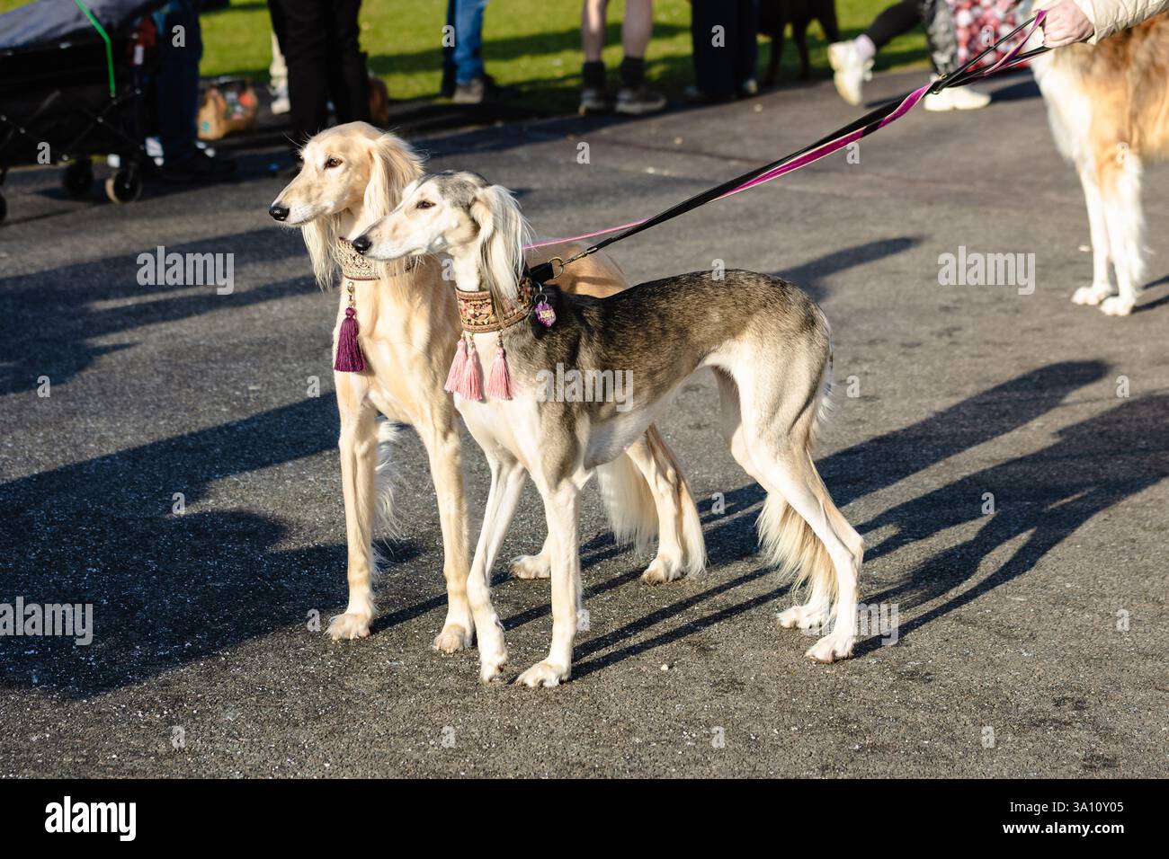 Birmingham, 6 March 2025. Dogs from the Hounds & Terriers groups arrive for the first day of ...