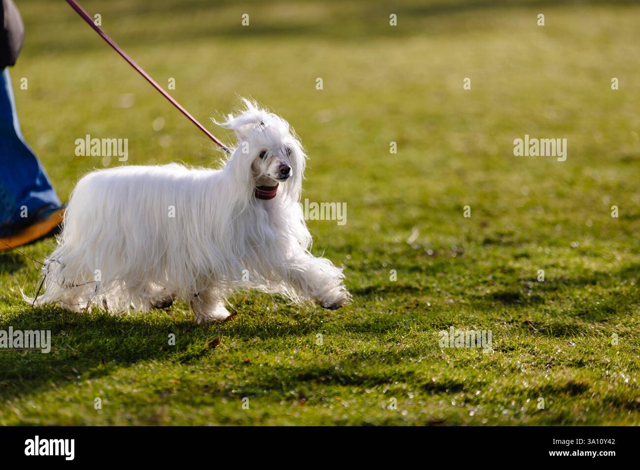 Birmingham, 6 March 2025. Dogs from the Hounds & Terriers groups arrive for the first day of ...