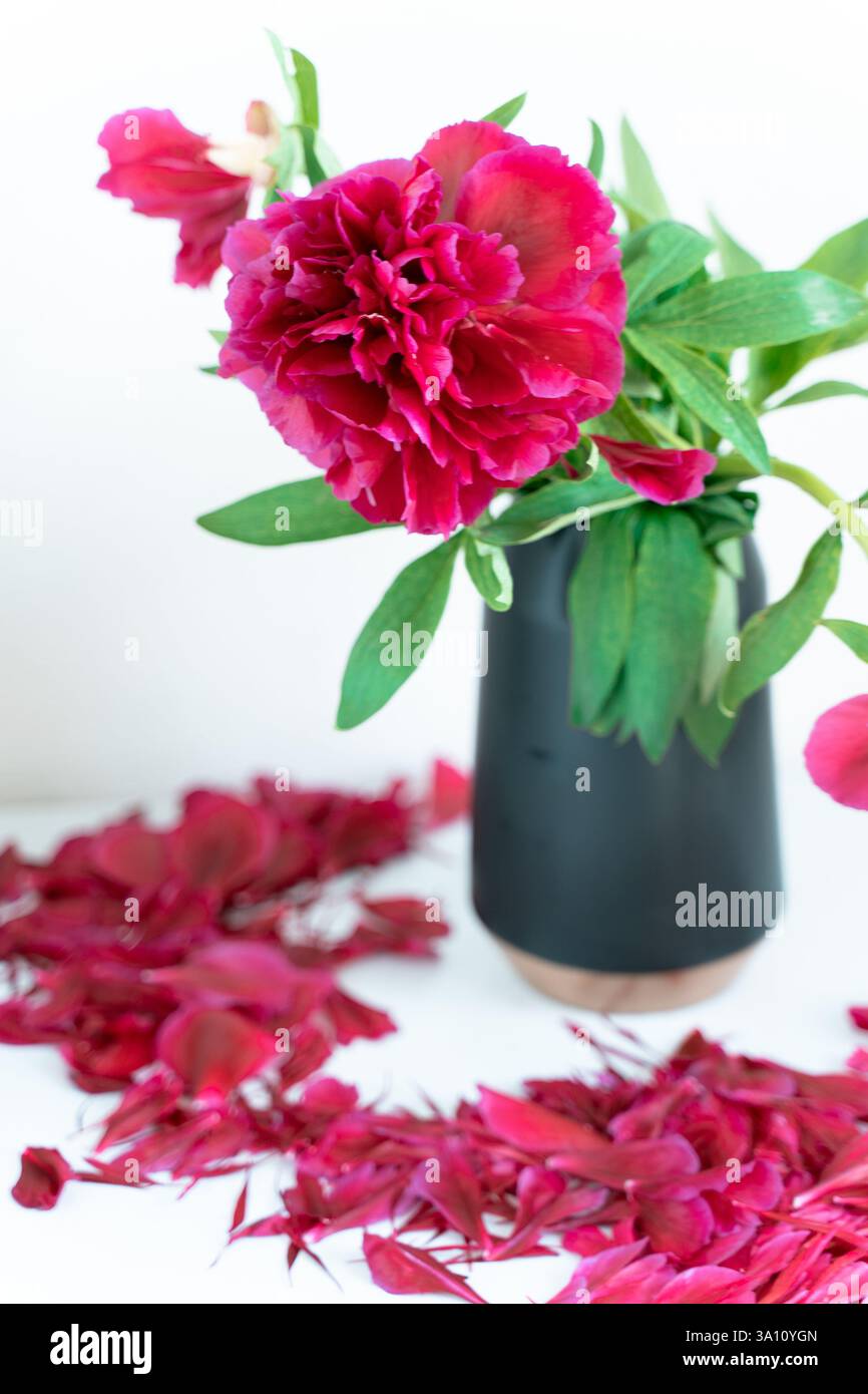luxurious fuchsia peonies stand in a black vase on a white table ...