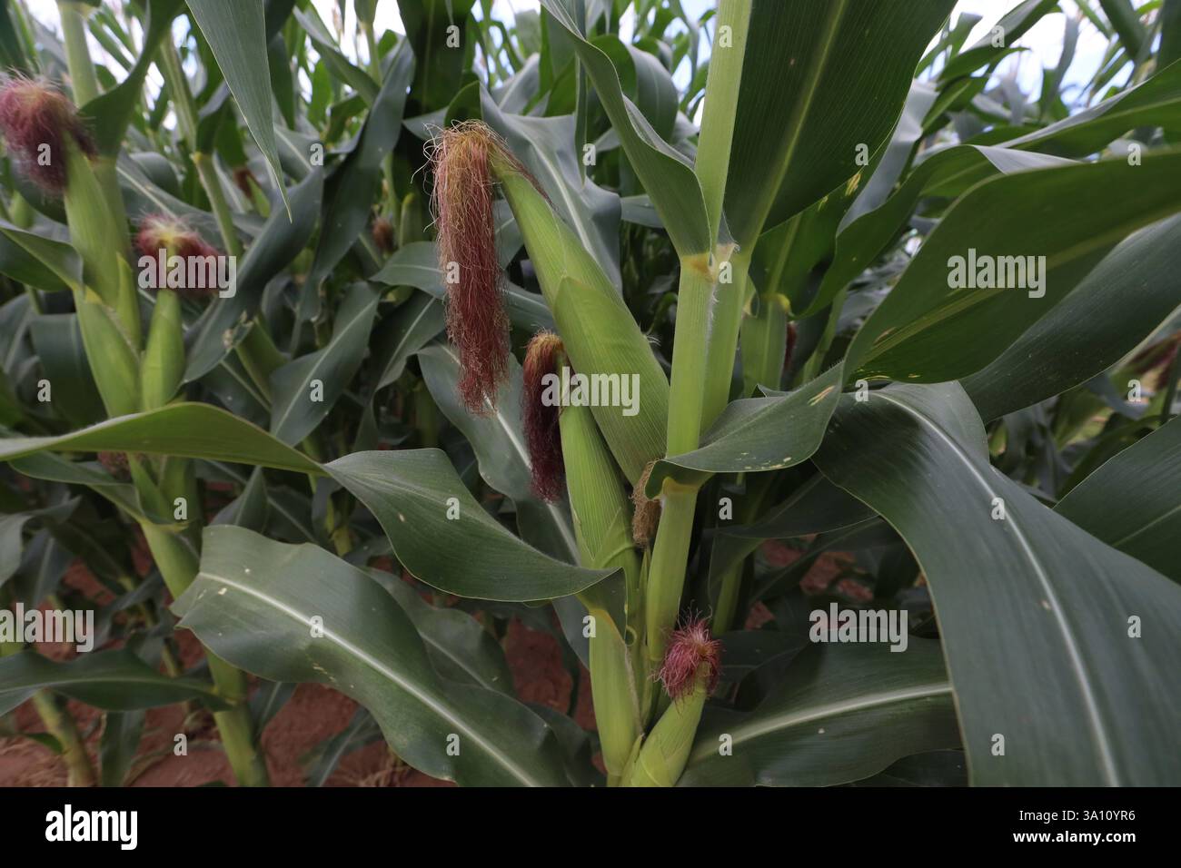 corn plantation in western bahia correntina, bahia, brazil - february ...