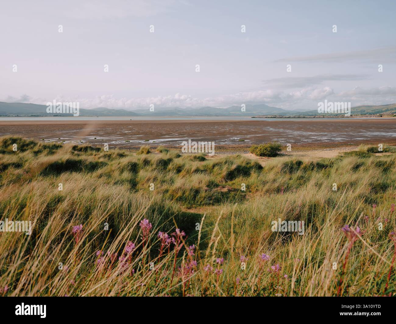 Sandscale Haws national nature reserve and the distant Lake District ...