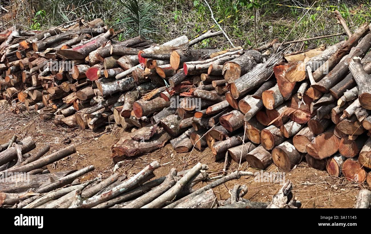 deforestation in conservation areas salvador bahia, brazil - february 7 ...