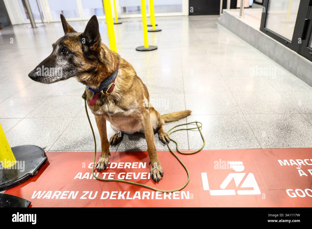 Illustration picture of a drug detection dog pictured during a drug ...
