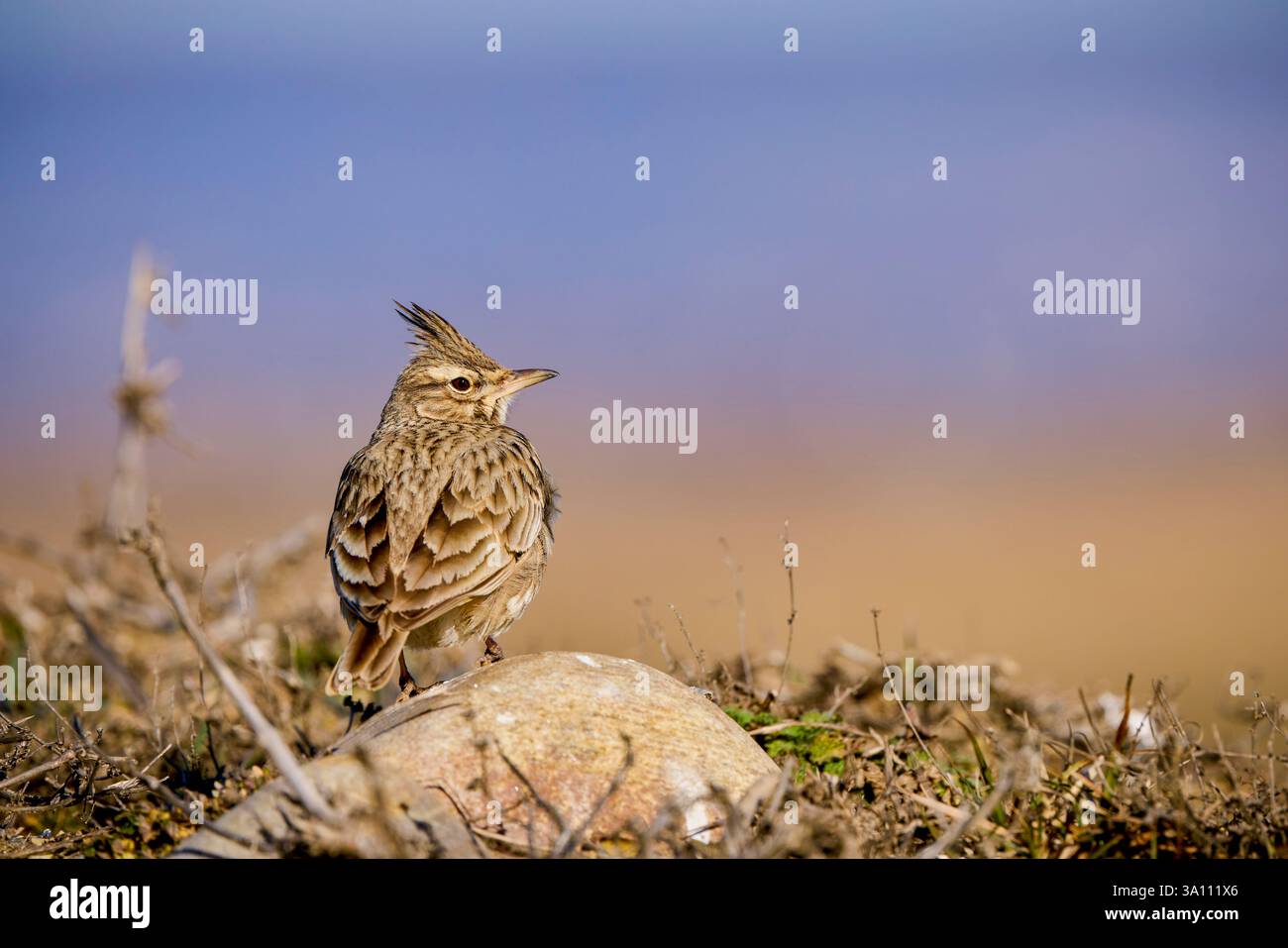 The Eurasian skylark - Alauda arvensis is a passerine bird in the lark ...