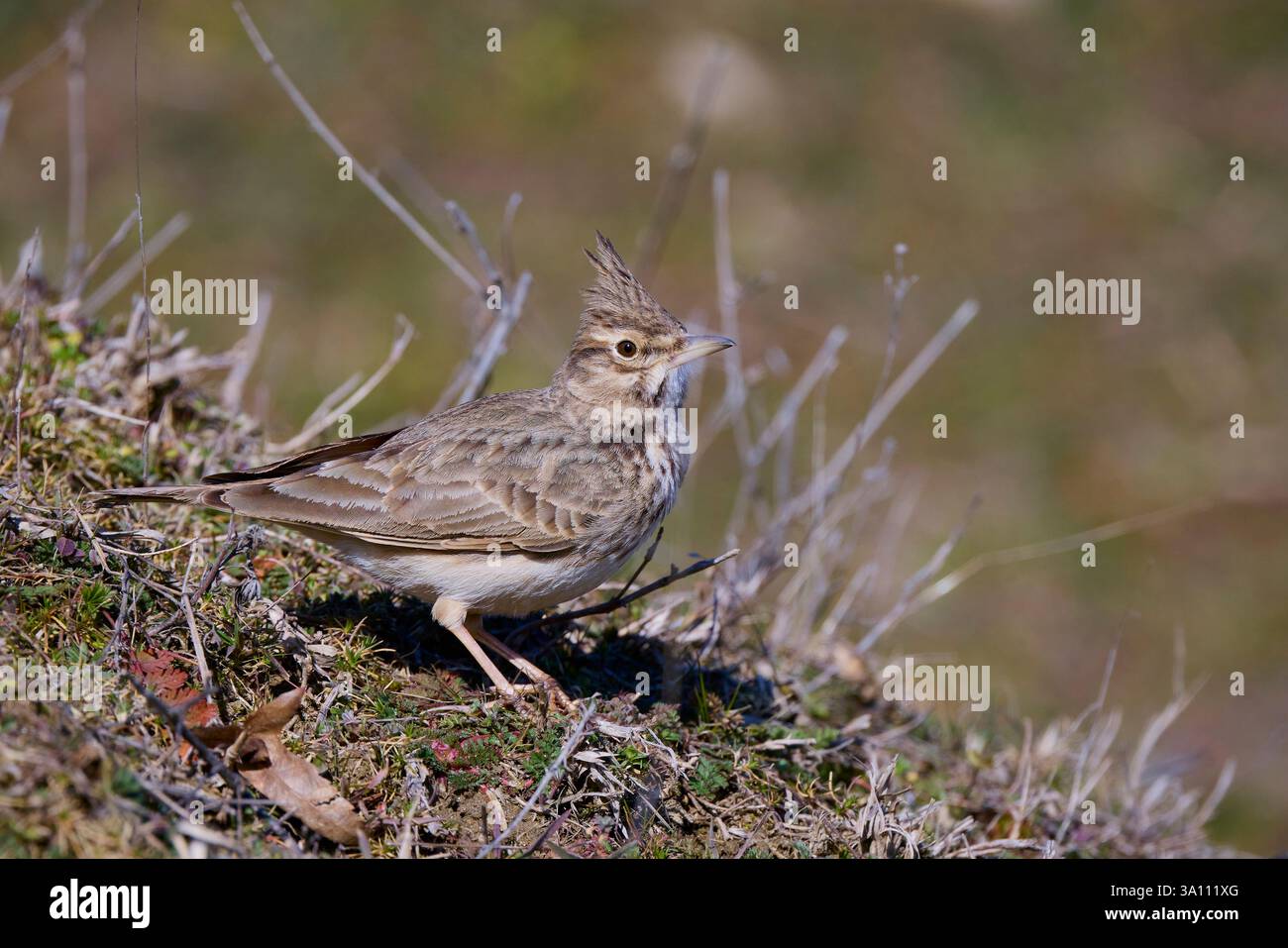 The Eurasian skylark - Alauda arvensis is a passerine bird in the lark ...