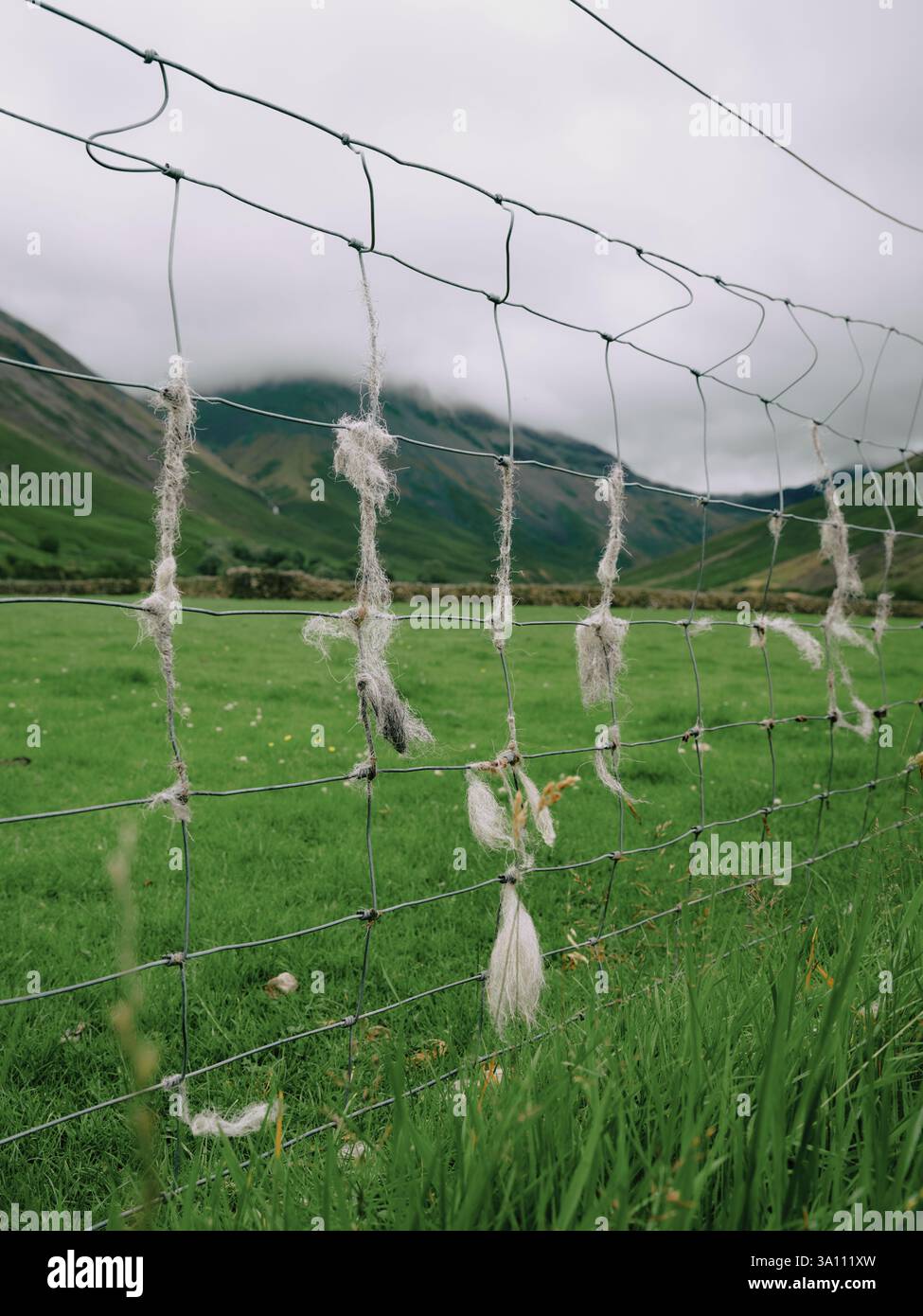 Sheep wool caught on a wire fence with a field and mountain landscape ...