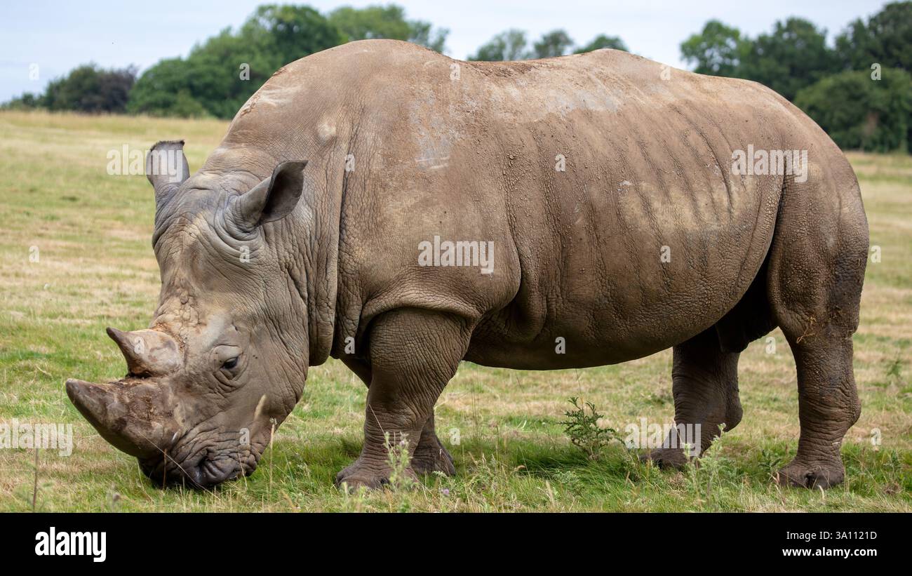Southern white rhino, Ceratotherium simum simum, grazing Stock Photo ...