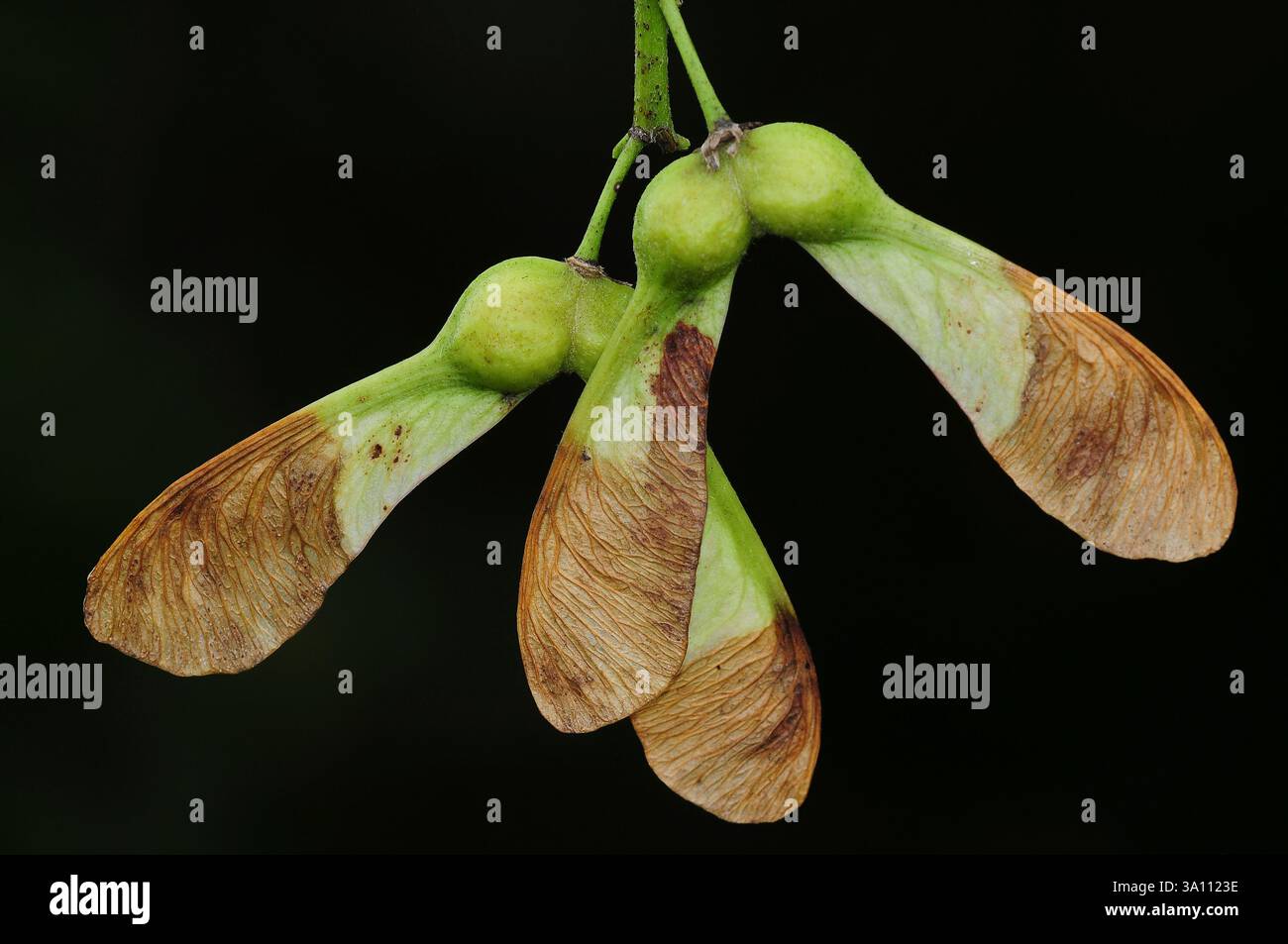 Close up of ripe sycamore winged seeds. Dorset, UK Stock Photo - Alamy