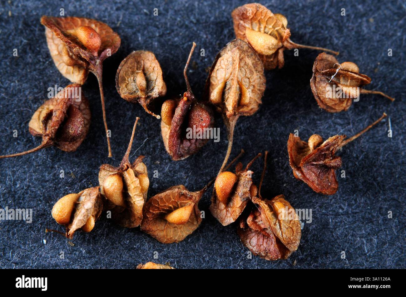Dock seeds macro hi-res stock photography and images - Alamy