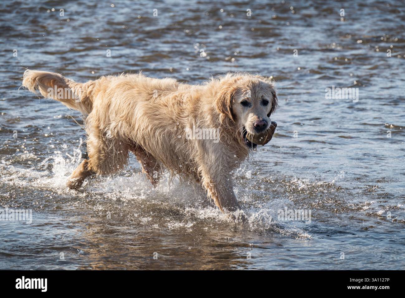 Dog retrieving stone thrown in the sea on Cornwall beach Stock Photo ...
